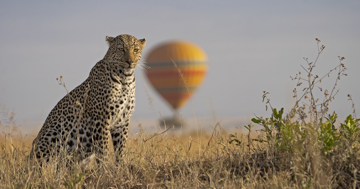 Kenya vs Tanzania Safari: The Honest 2026 Comparison | BestKenya