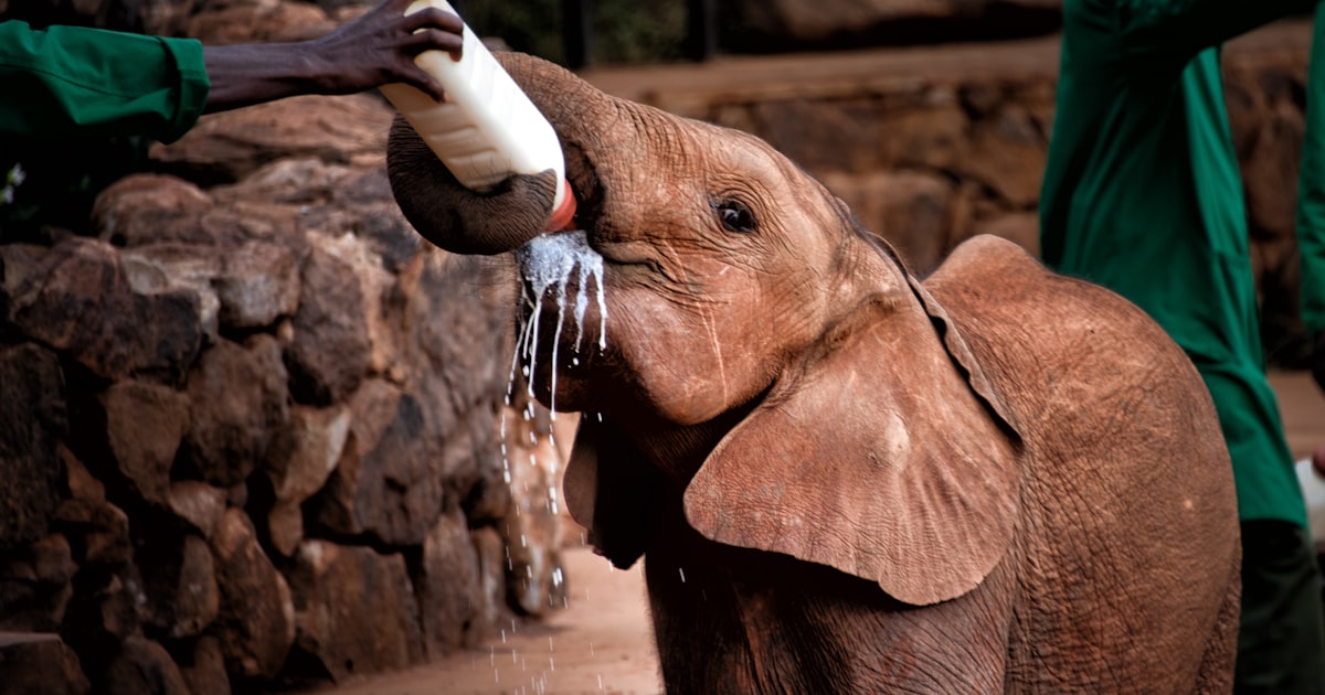 Sheldrick Wildlife Trust: Visit Guide & Tips | BestKenya